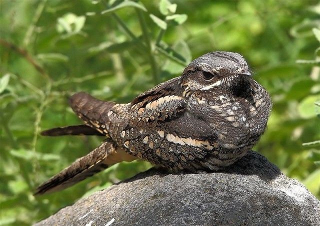 Details : European Nightjar - BirdGuides