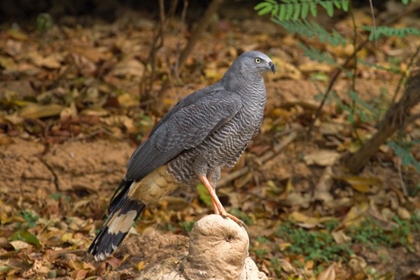 Crane Hawk by Stuart Reeds - BirdGuides