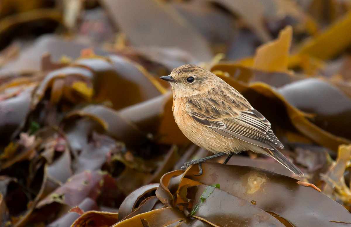 Details : Siberian Stonechat - BirdGuides