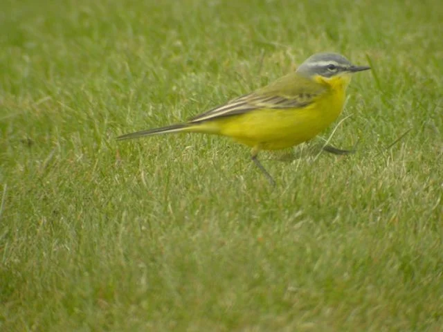 Details : Blue-headed Wagtail - BirdGuides