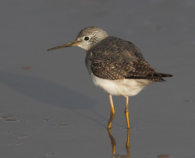 Details : Lesser Yellowlegs - BirdGuides