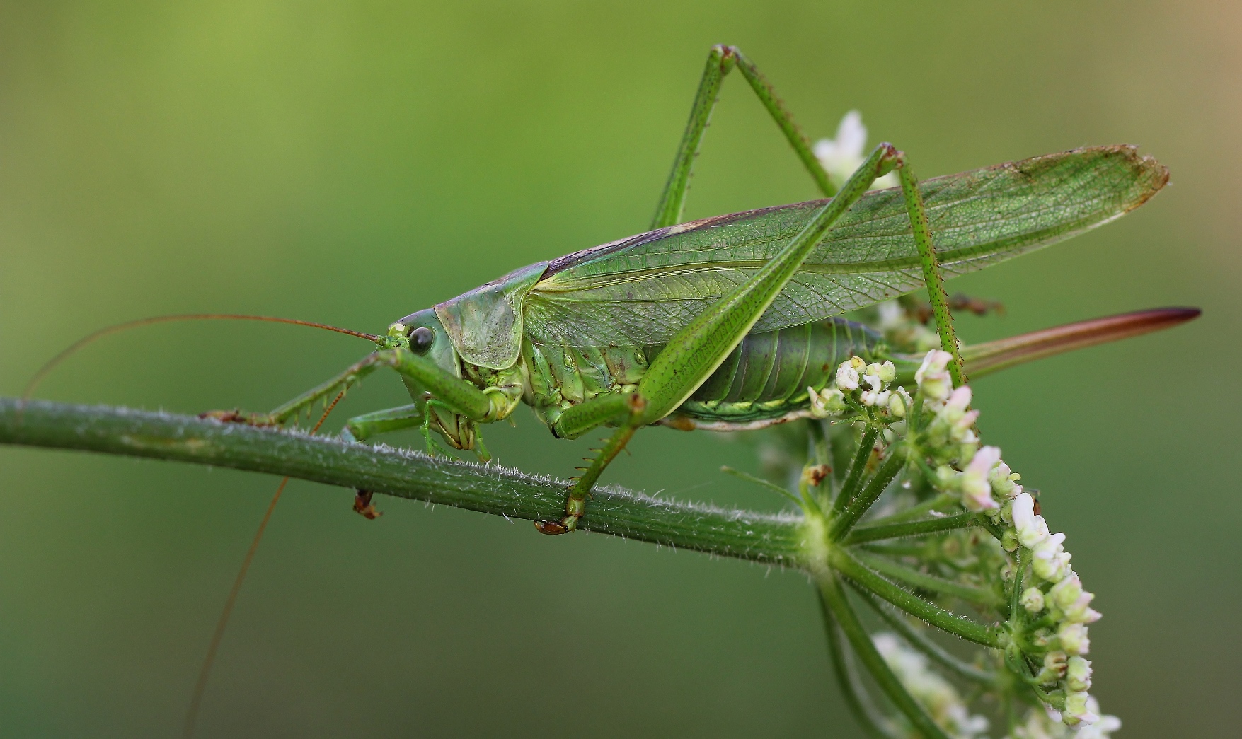 A unique conservation tool for monitoring bush-crickets - BirdGuides