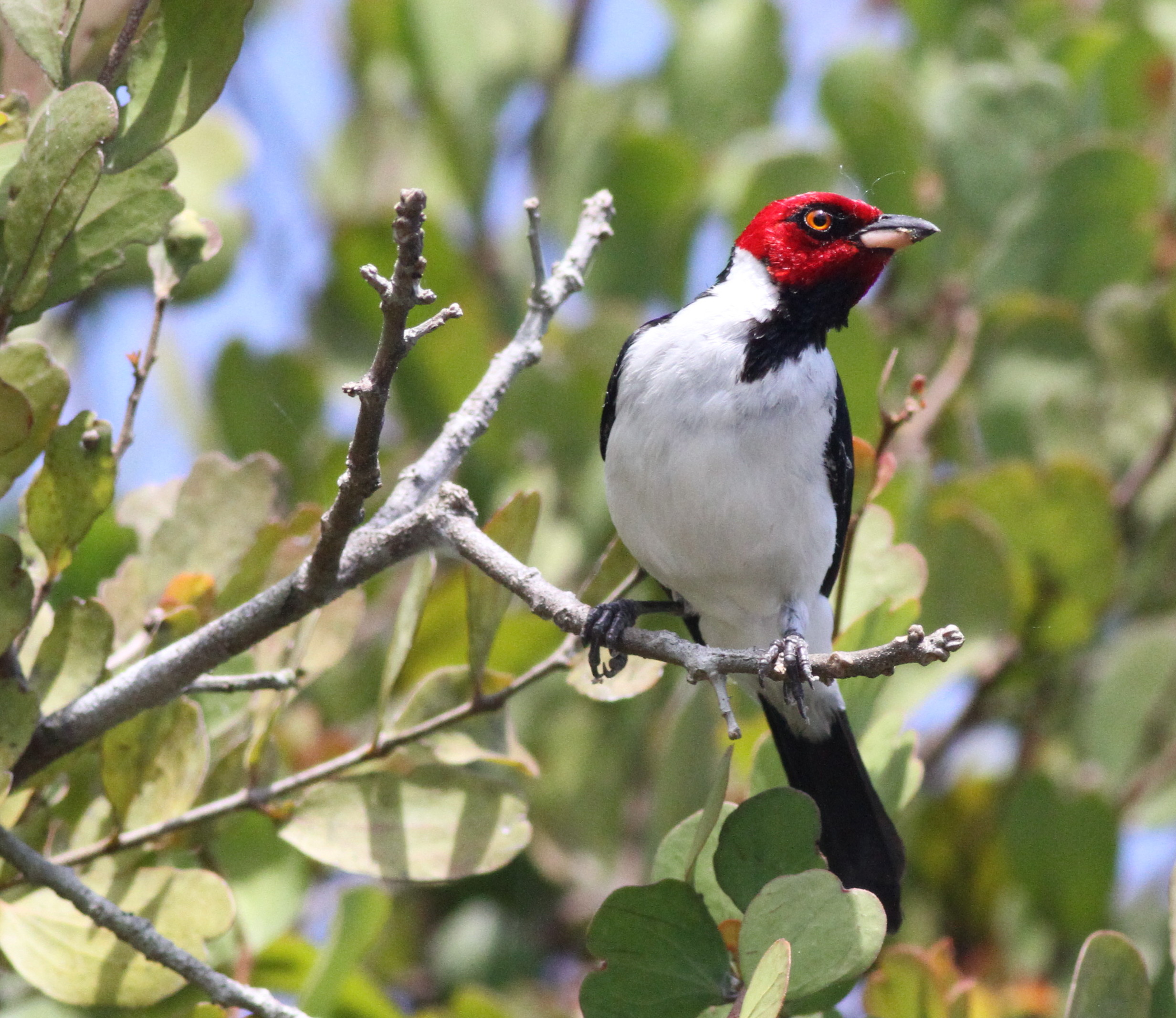 Details : Red-capped Cardinal - BirdGuides