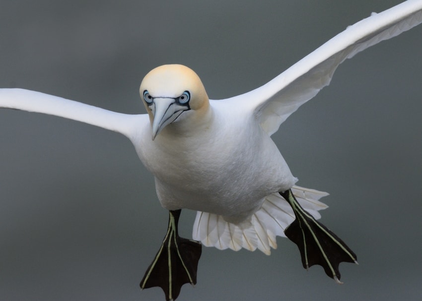 Seabirds Count – the next national seabird census - BirdGuides
