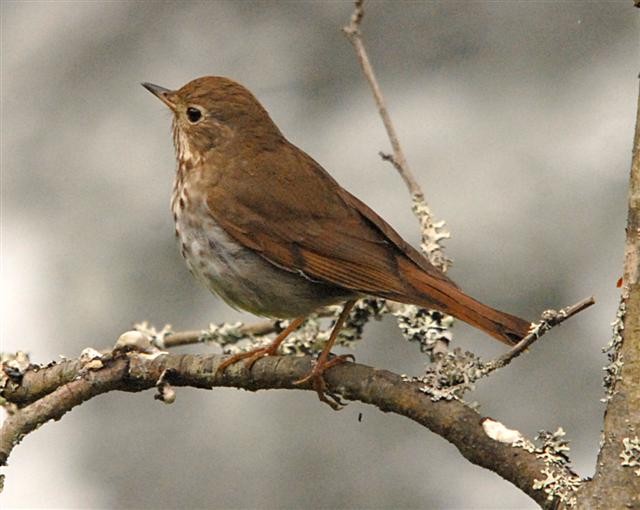 Details : Catharus sp - BirdGuides