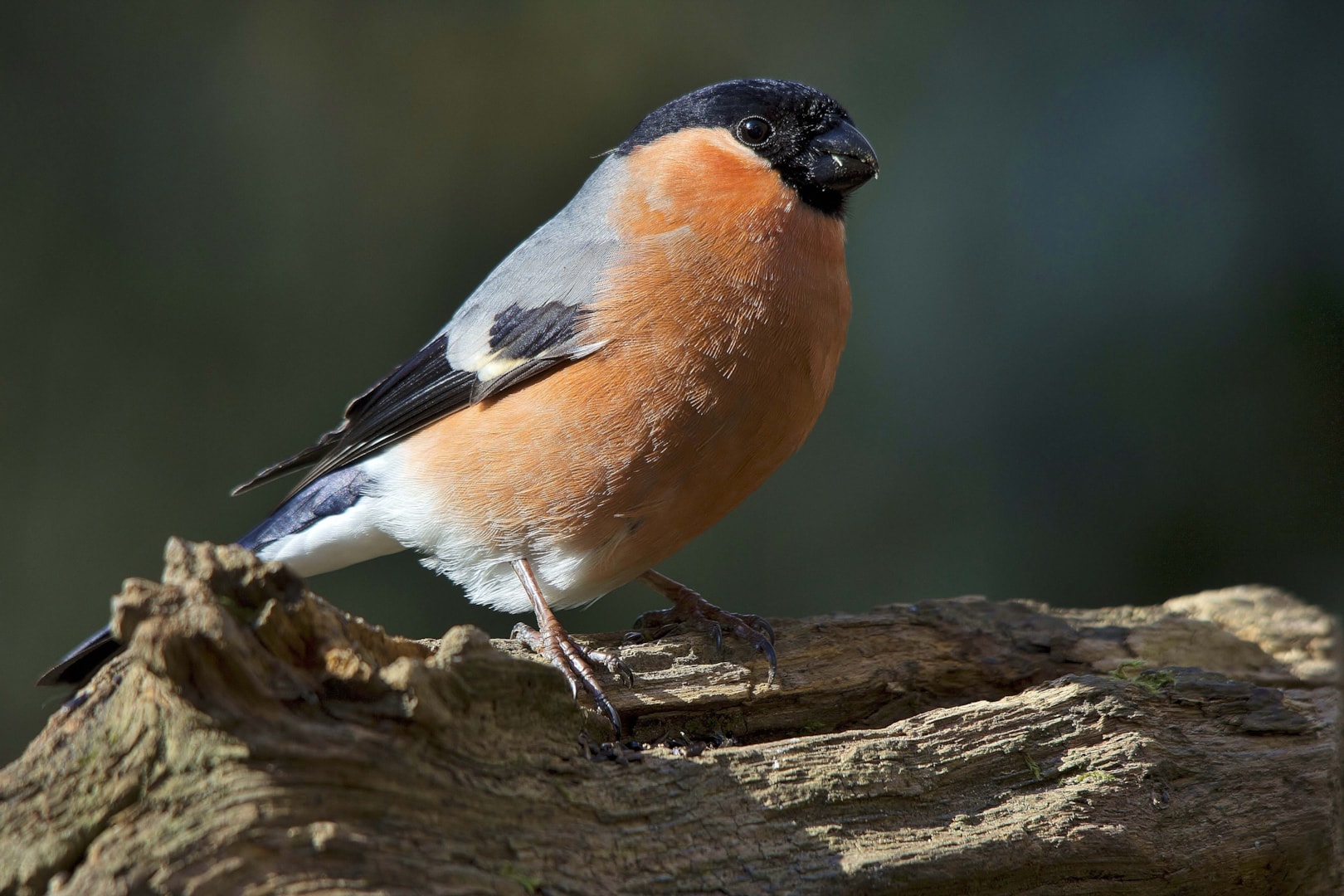 Eurasian Bullfinch by Mr Clive Daelman - BirdGuides