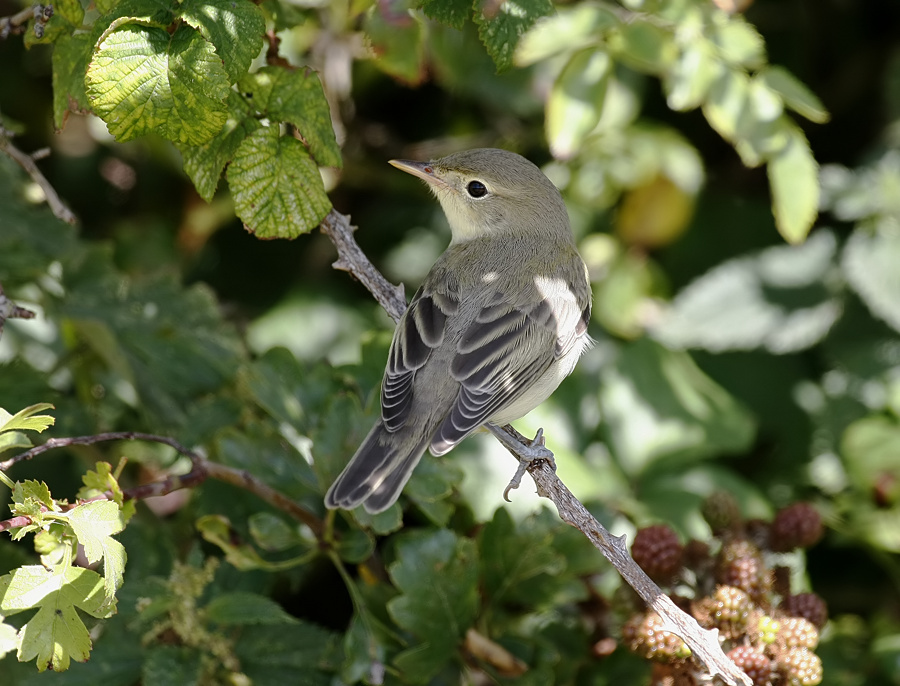Details : Icterine Warbler - BirdGuides