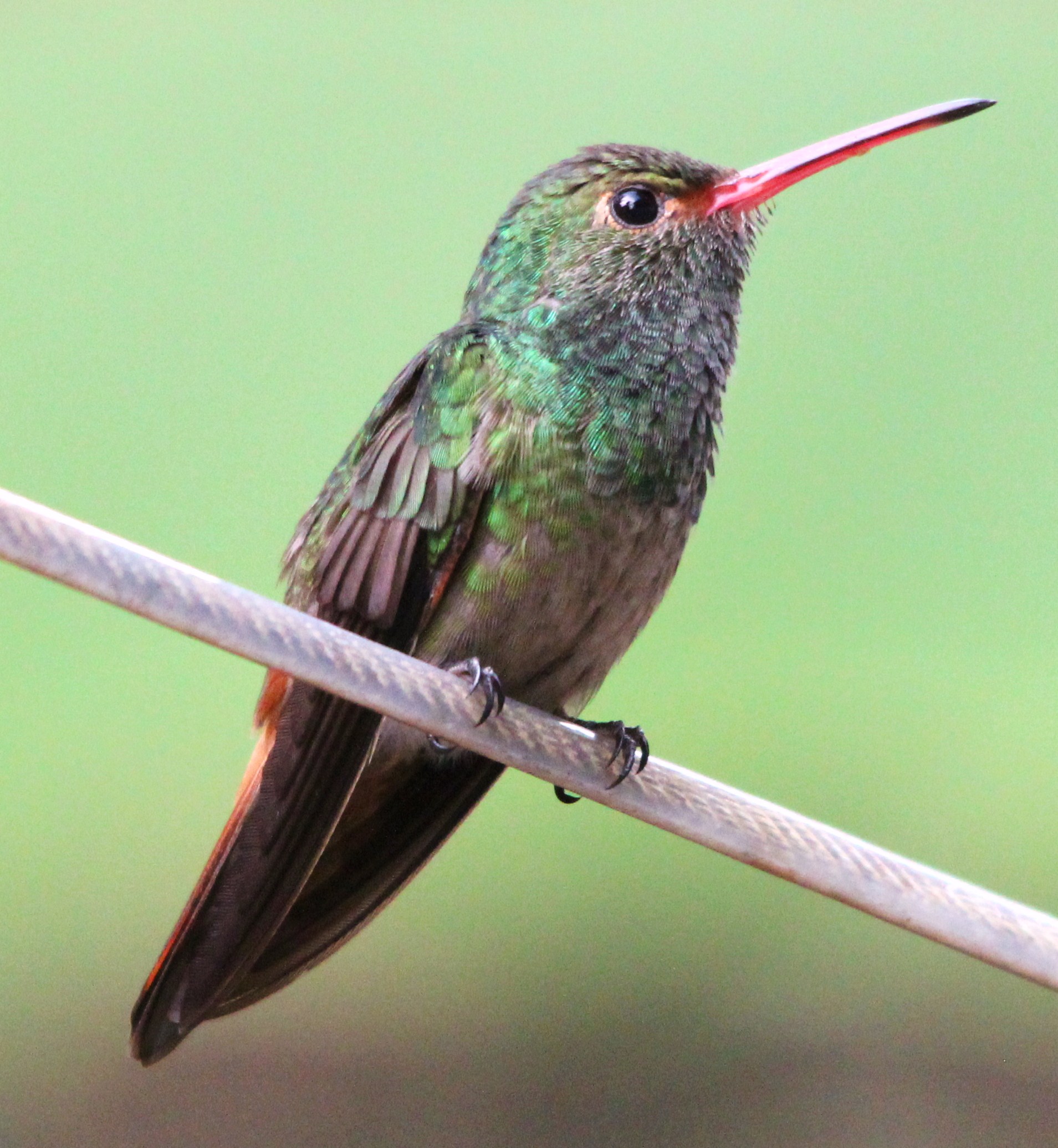 Details : Rufous-tailed Hummingbird - BirdGuides