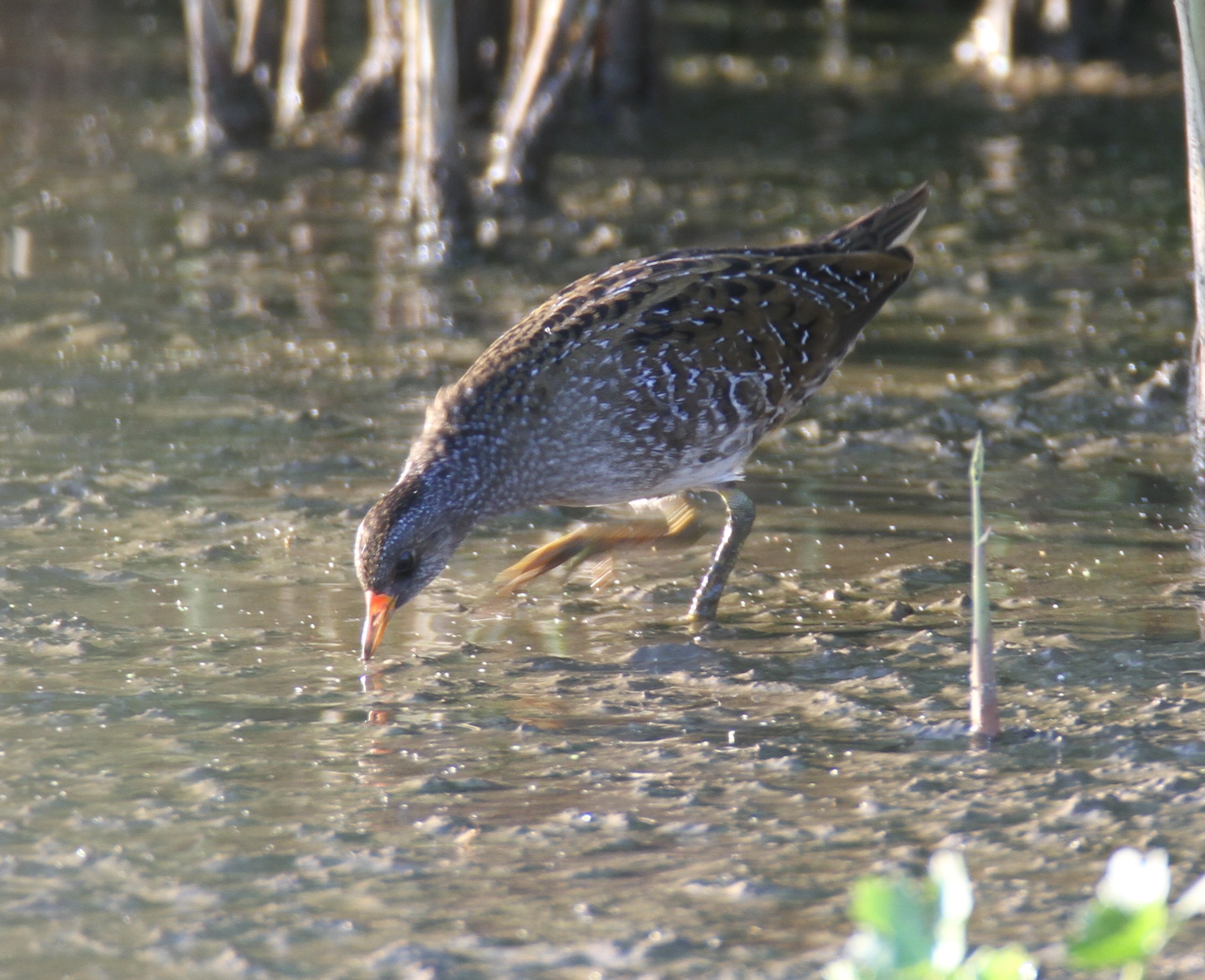 Details : Spotted Crake - BirdGuides