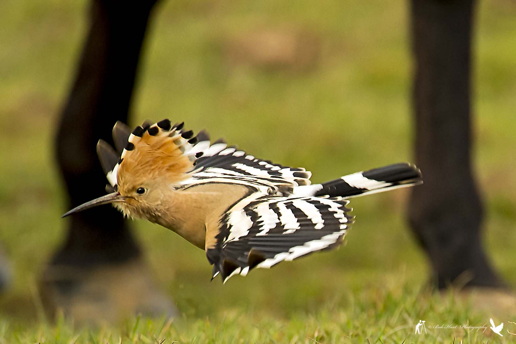 Details : Hoopoes - BirdGuides