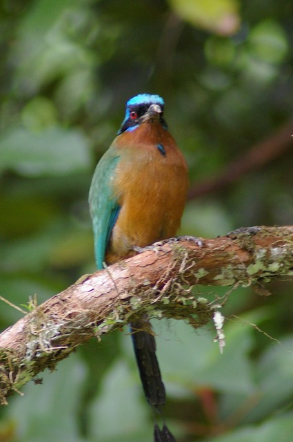 Details : Amazonian Motmot - BirdGuides