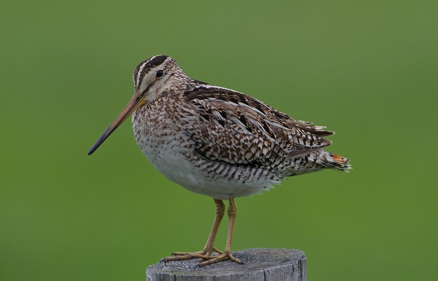 Details : Latham's Snipe - BirdGuides