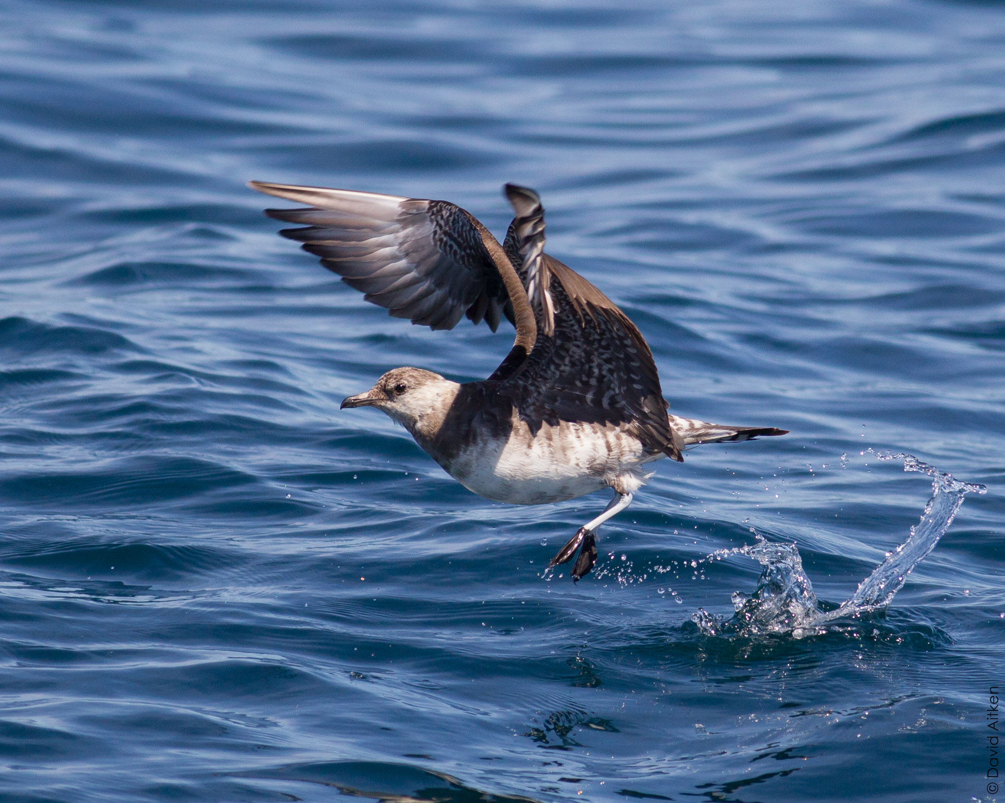 Details : Long-tailed Skua - BirdGuides