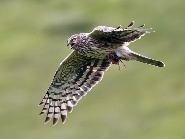 Looking out for England's Hen Harriers - BirdGuides