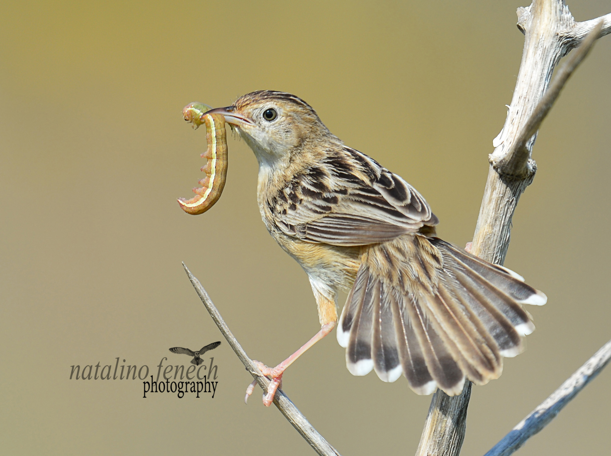 Details : Zitting Cisticola - BirdGuides