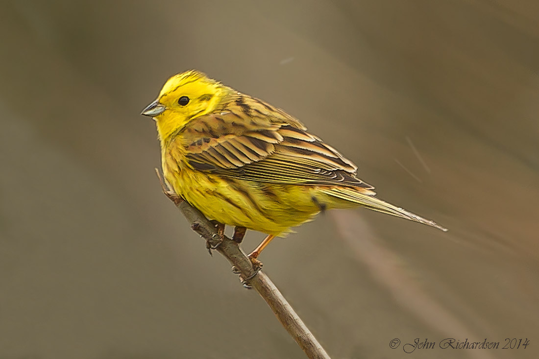 Details : Yellowhammer - BirdGuides