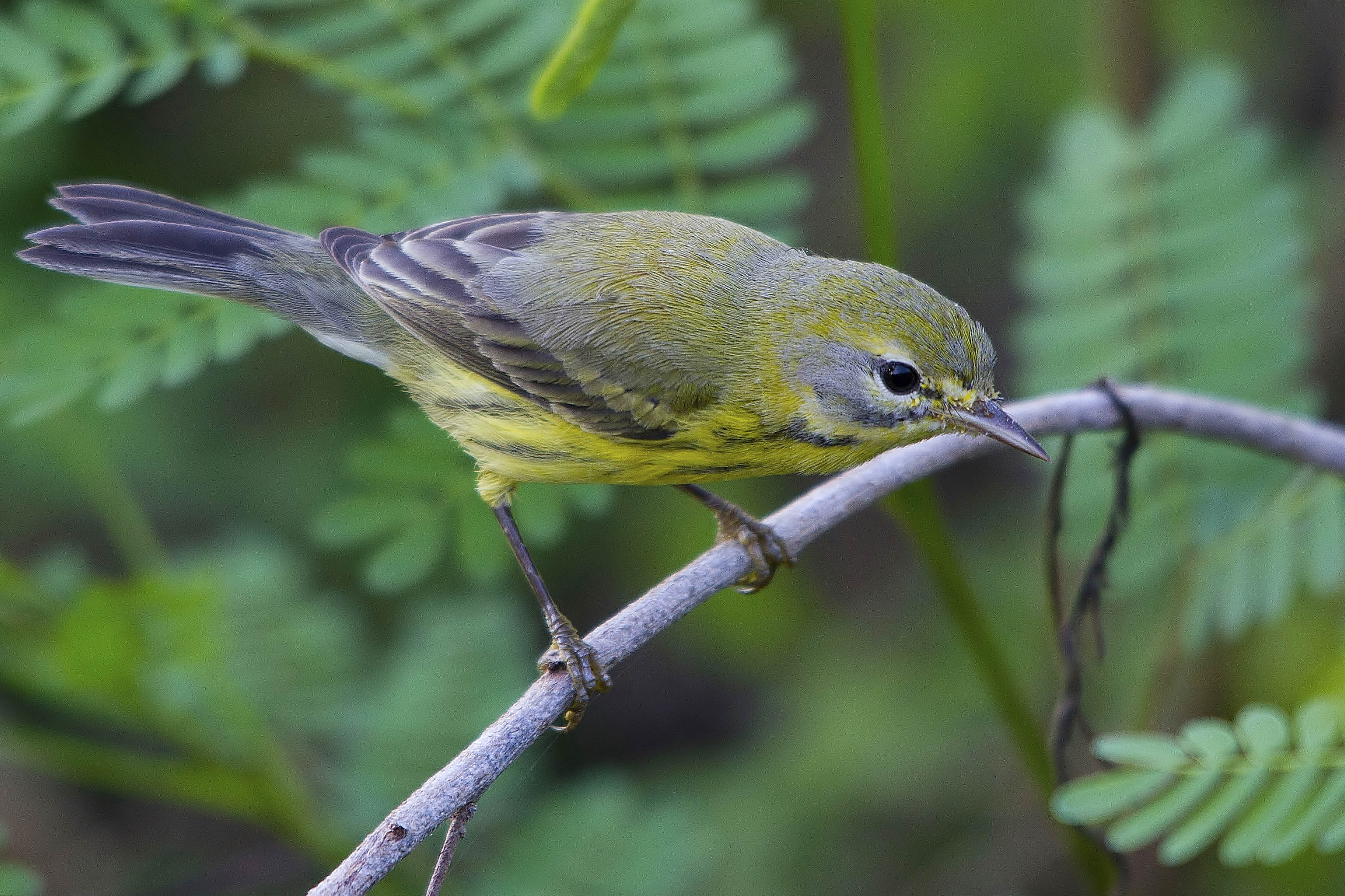 Details : Prairie Warbler - BirdGuides