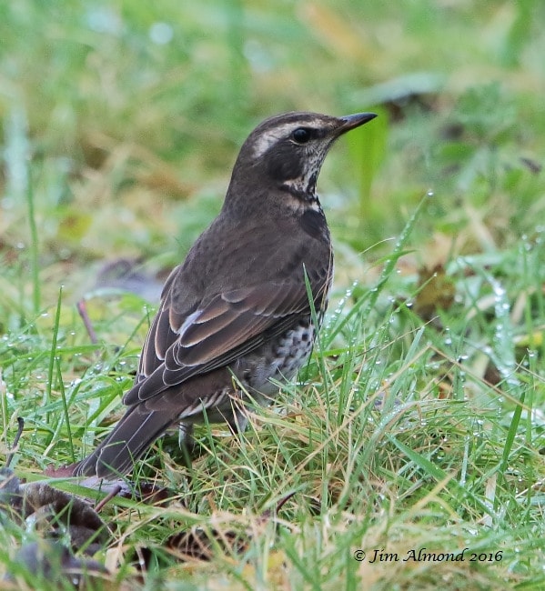 Dusky Thrush by Jim Almond - BirdGuides