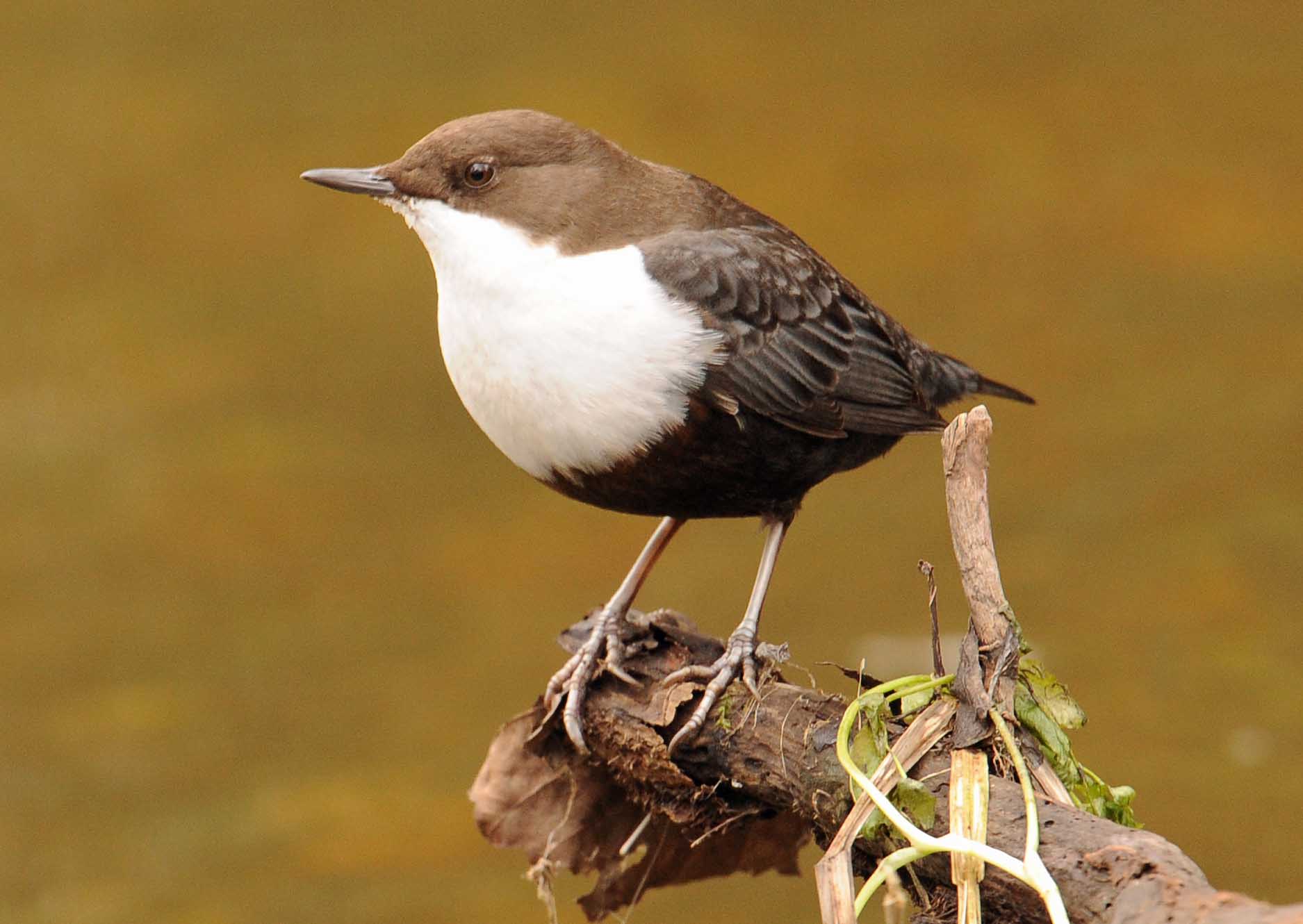 Details : Black-bellied Dipper - BirdGuides
