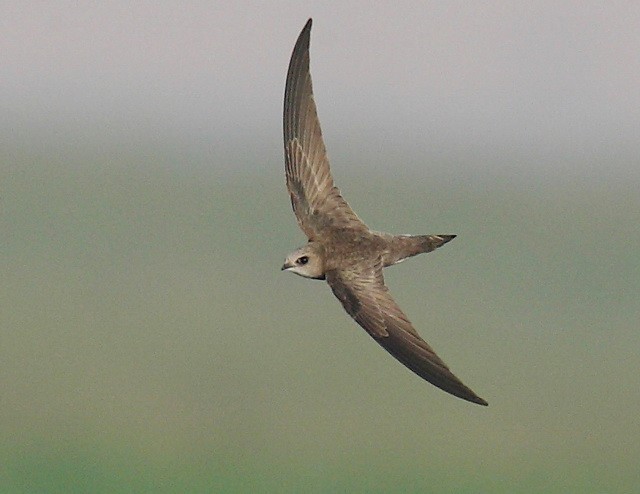 Hybridisation between Pallid and Common Swifts revealed in DNA study ...