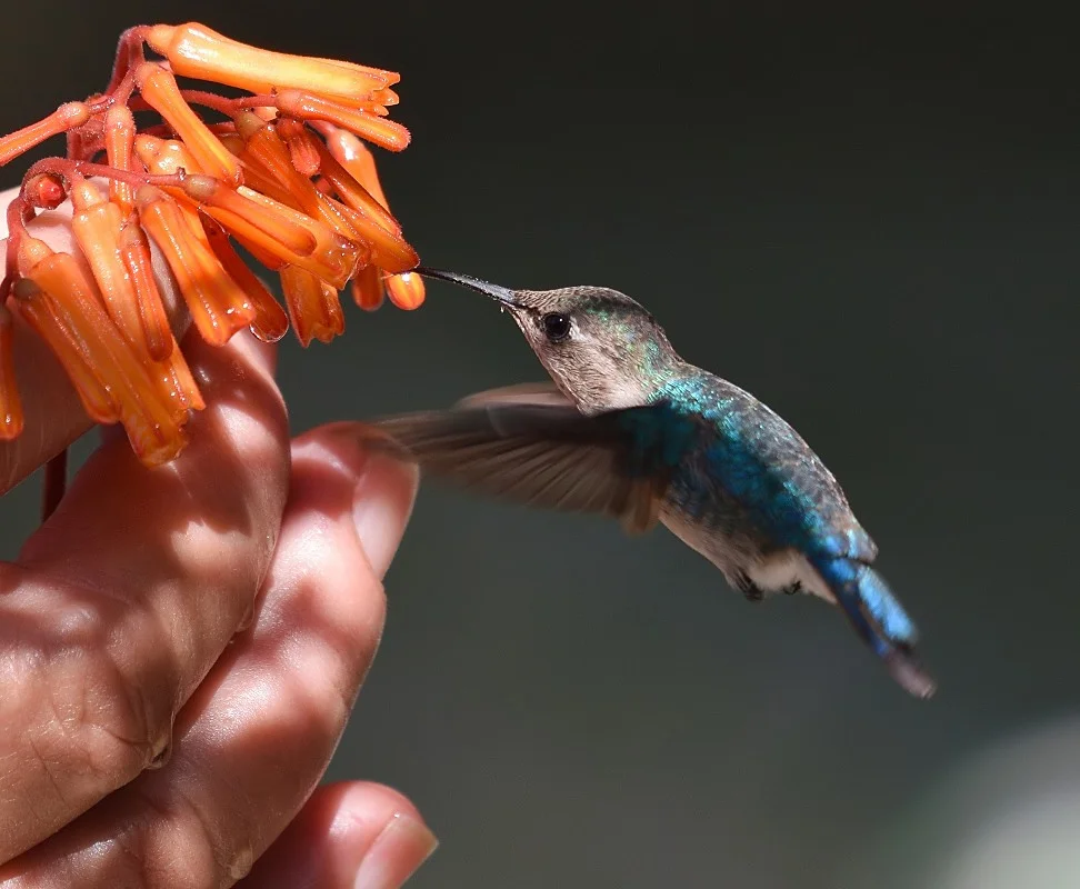 Details : Bee Hummingbird - BirdGuides