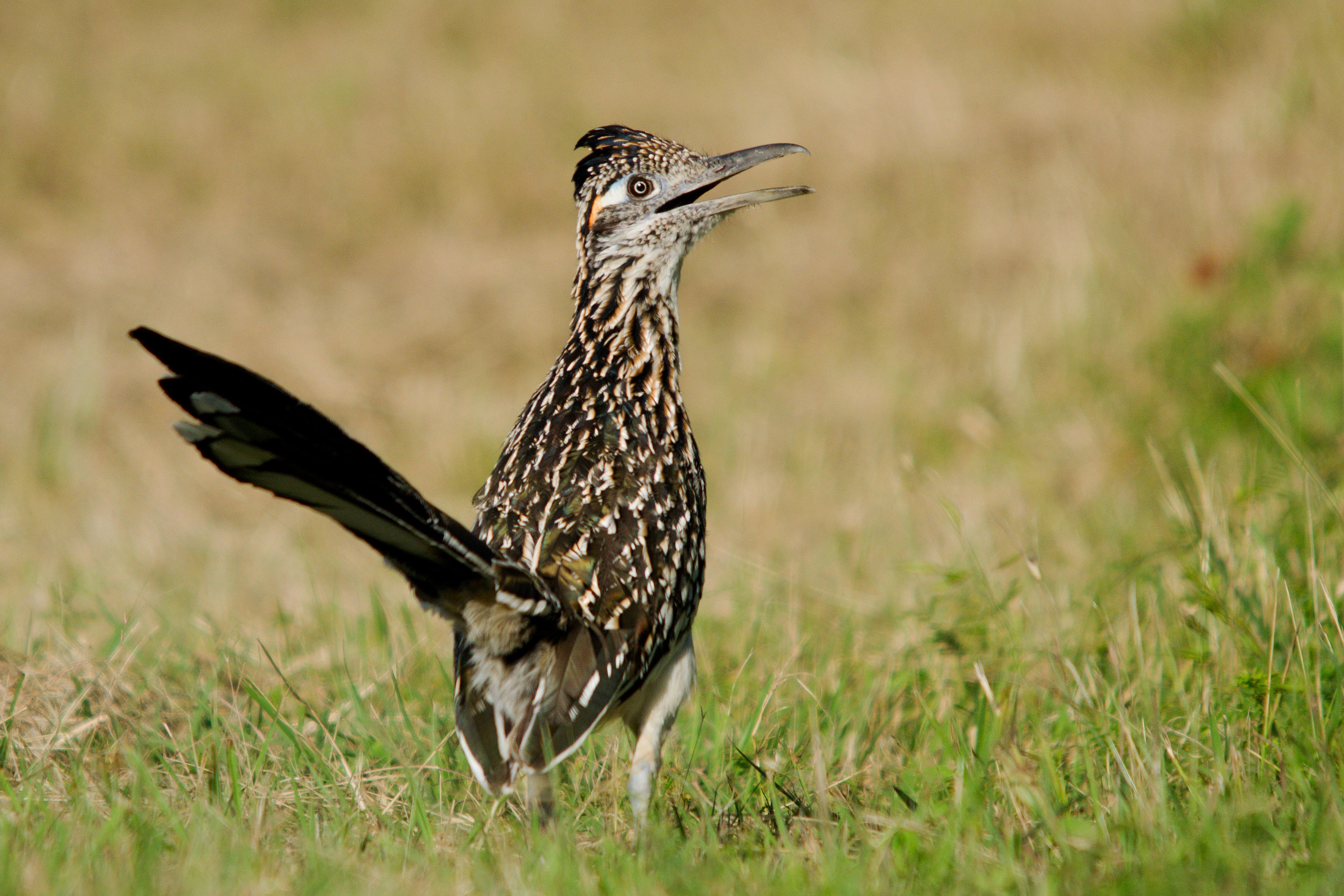 Details : Greater Roadrunner - BirdGuides