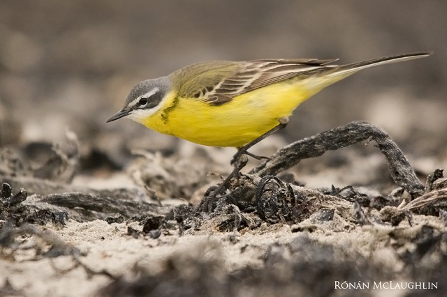 Details : Blue-headed Wagtail - BirdGuides