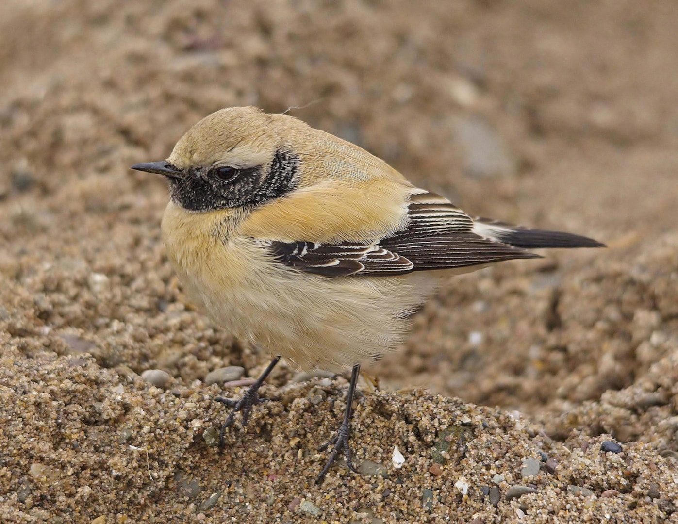 Desert Wheatear by Mr Clive Daelman - BirdGuides