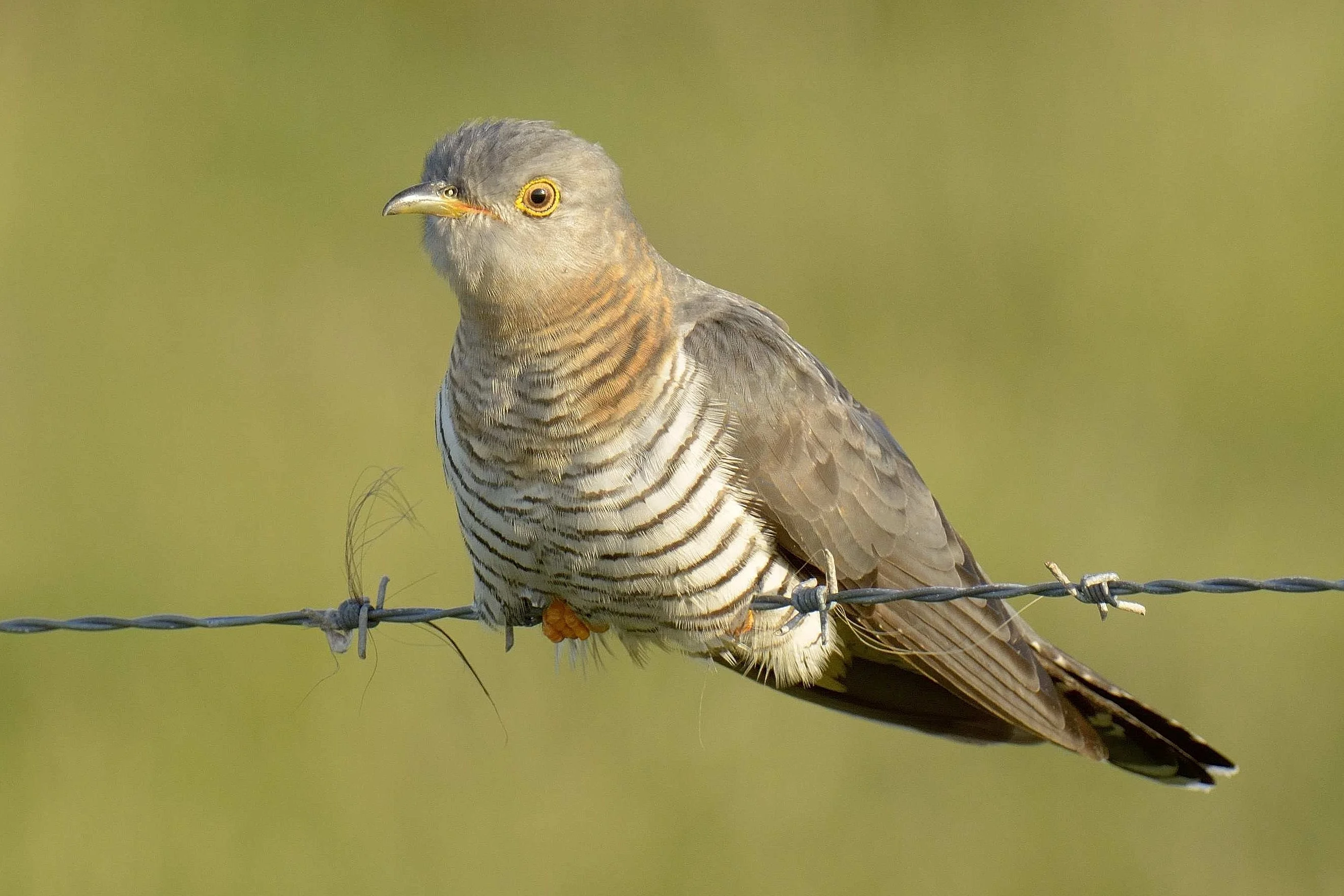 Details : Common Cuckoo - BirdGuides