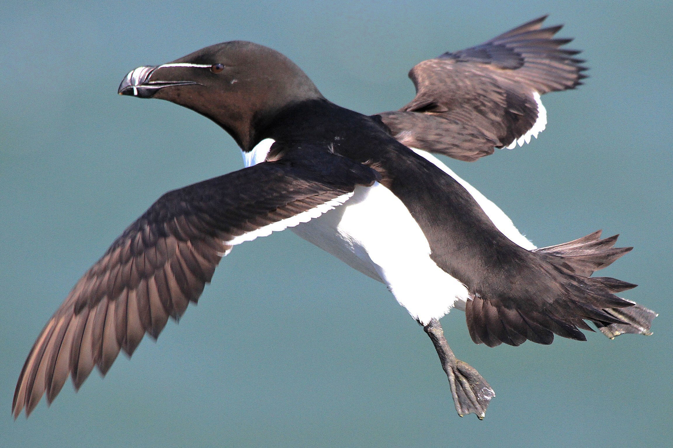 Details : Razorbill - BirdGuides