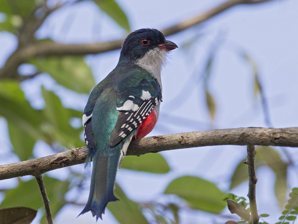 Cuban Trogon by Dave Williams - BirdGuides