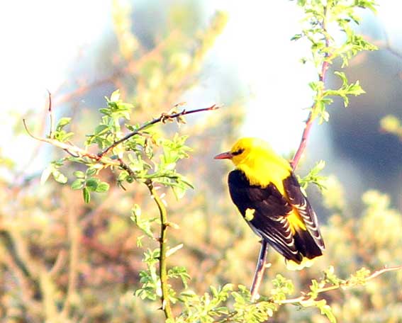 Golden Oriole by Penny Clarke - BirdGuides