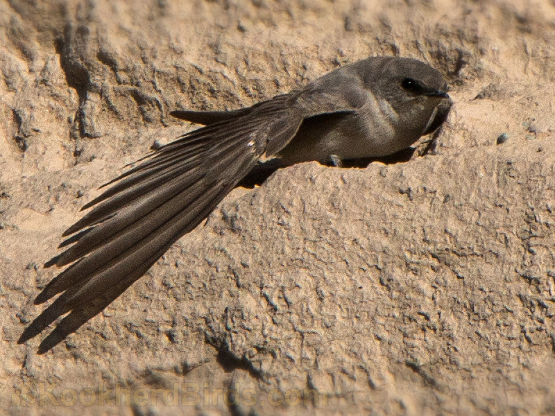 Details : Rock Martin - BirdGuides