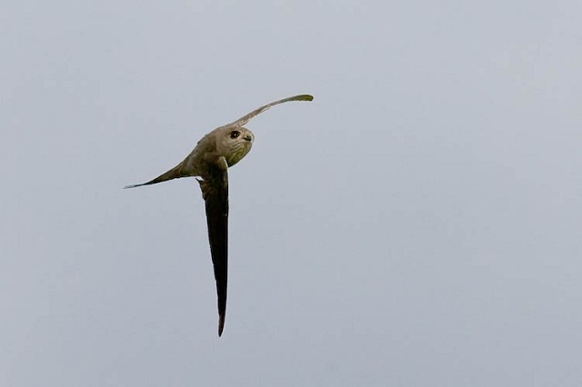 Details : African Palm Swift - BirdGuides