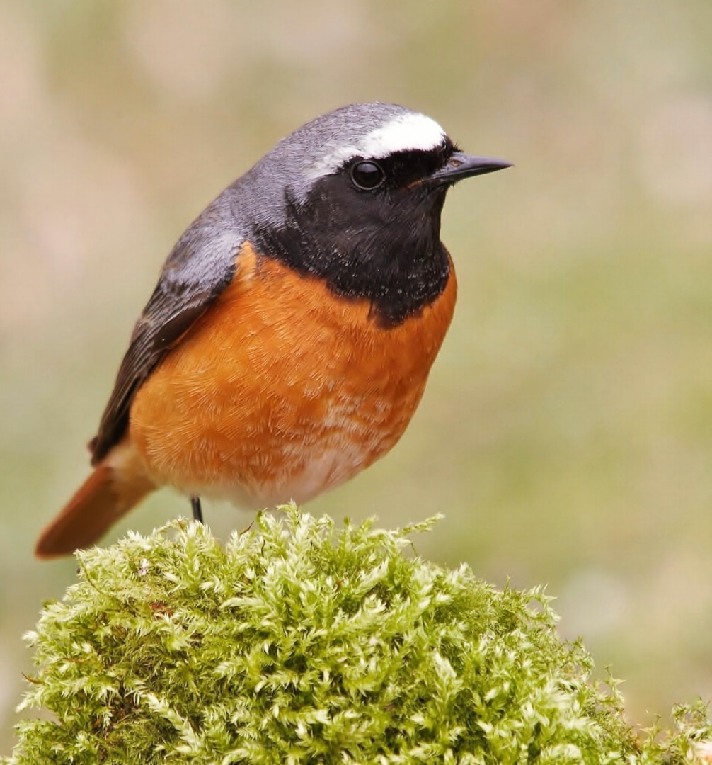 Common Redstart by Clive daelman - BirdGuides