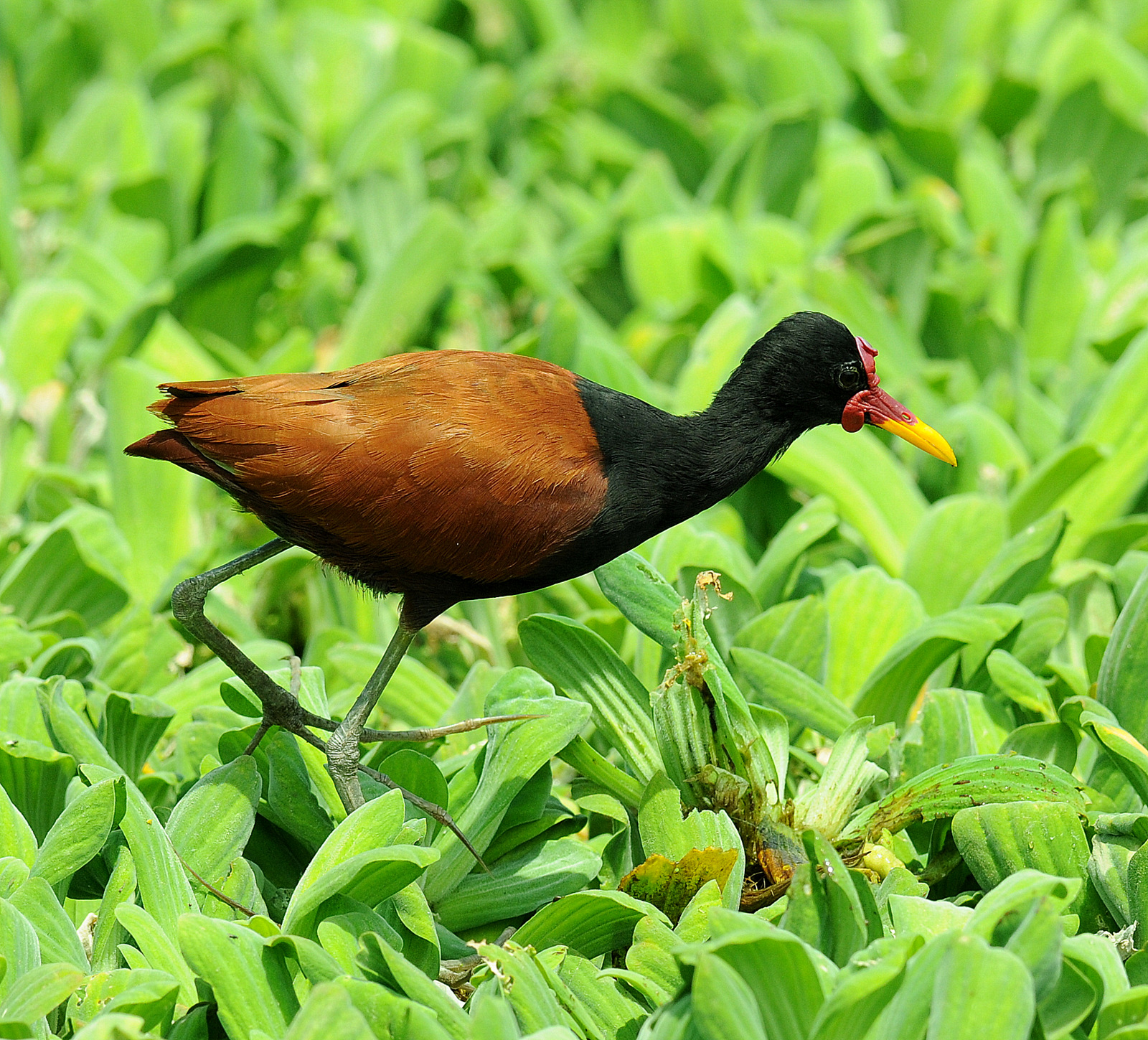 Details : Wattled Jacana - BirdGuides