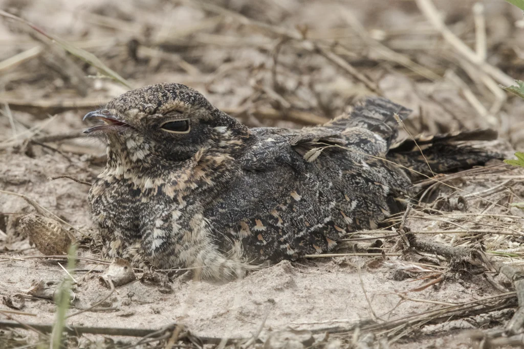 Details : Standard-winged Nightjar - BirdGuides