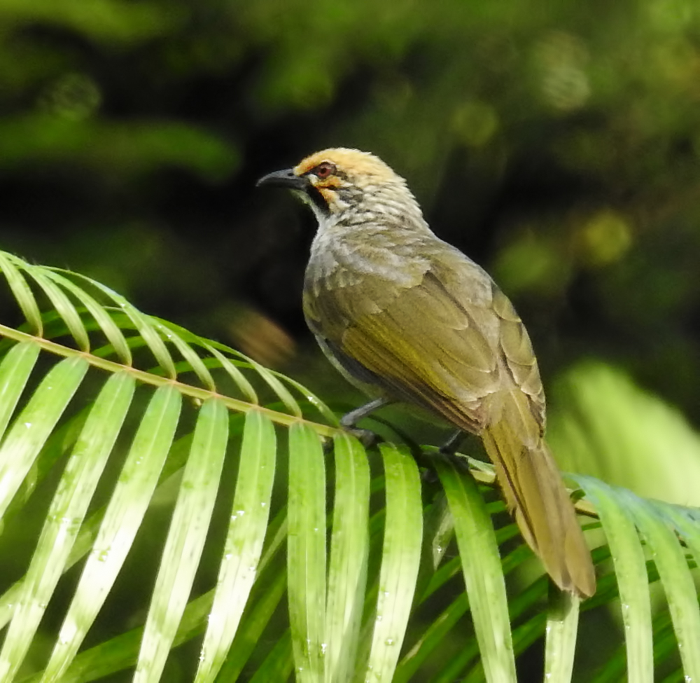 Details : Straw-headed Bulbul - BirdGuides