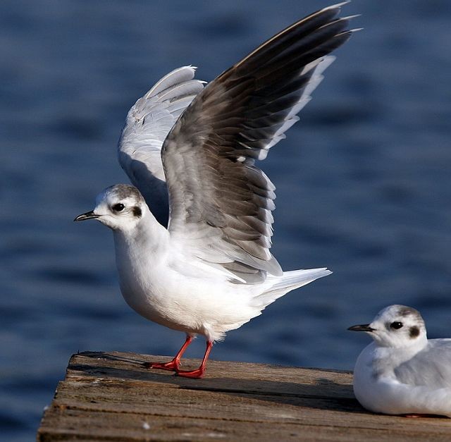 Details : Little Gull - BirdGuides