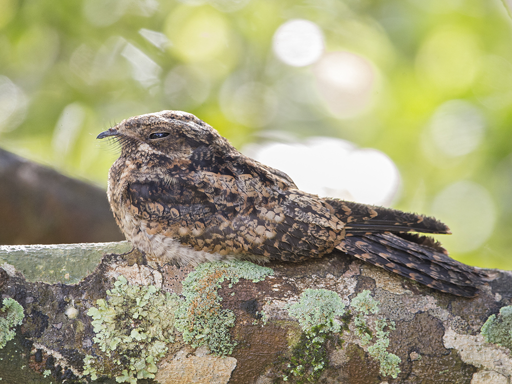 Details : Indian Nightjar - BirdGuides