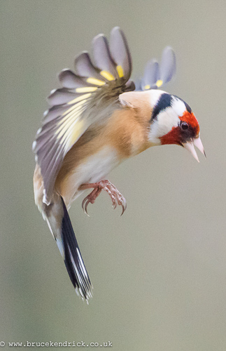 Goldfinch by Bruce Kendrick - BirdGuides