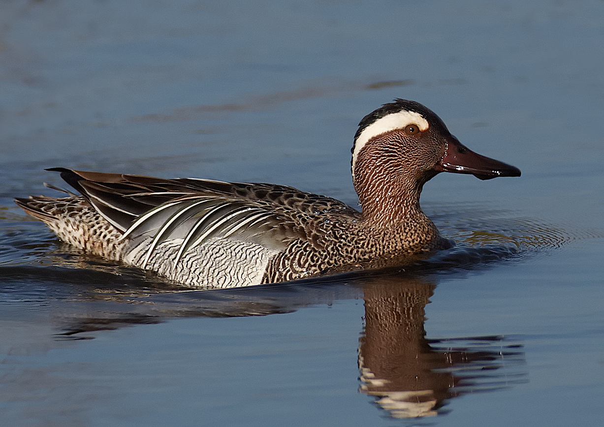 Details : Garganey - BirdGuides