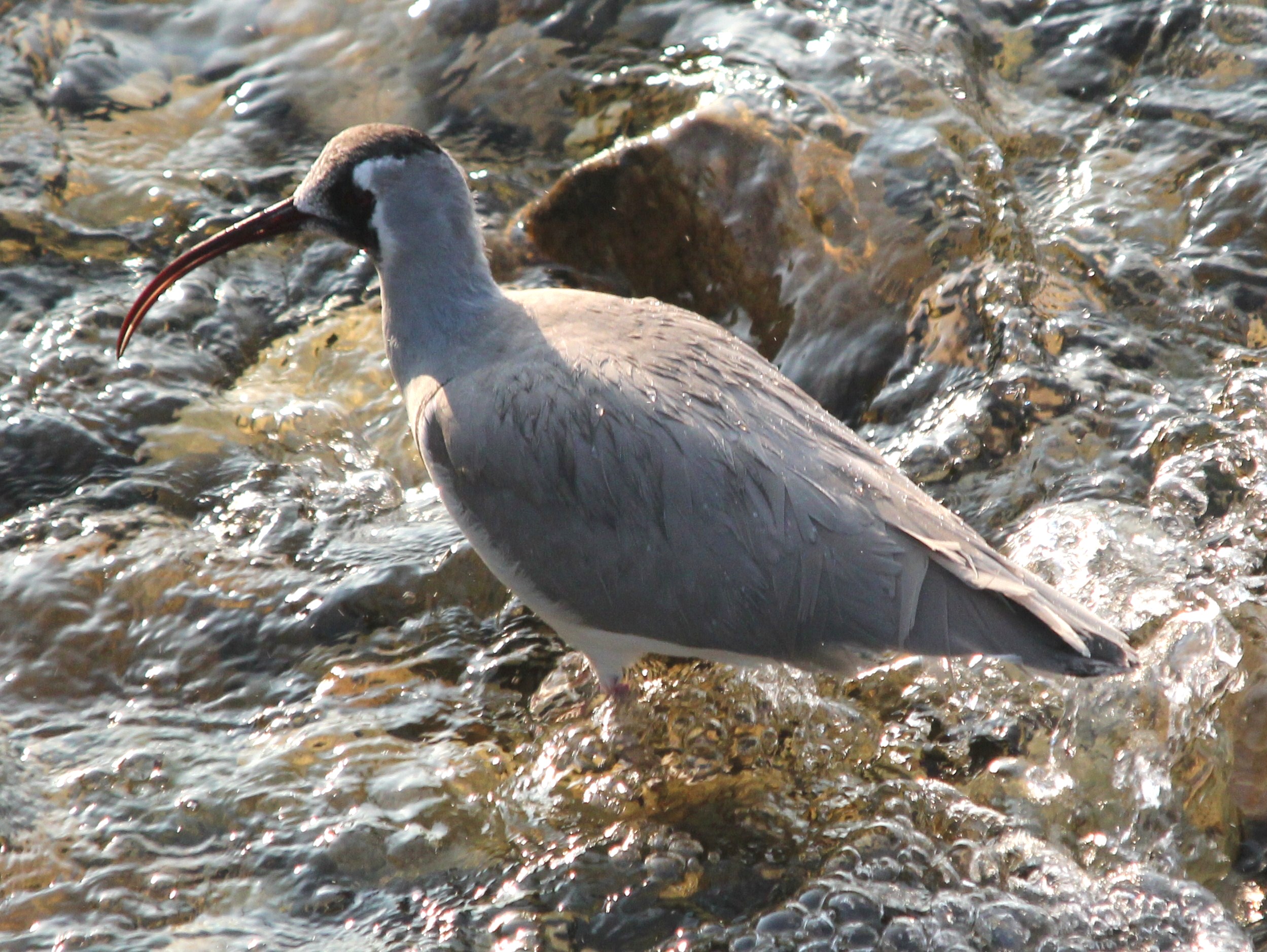 Details : Ibisbill - BirdGuides