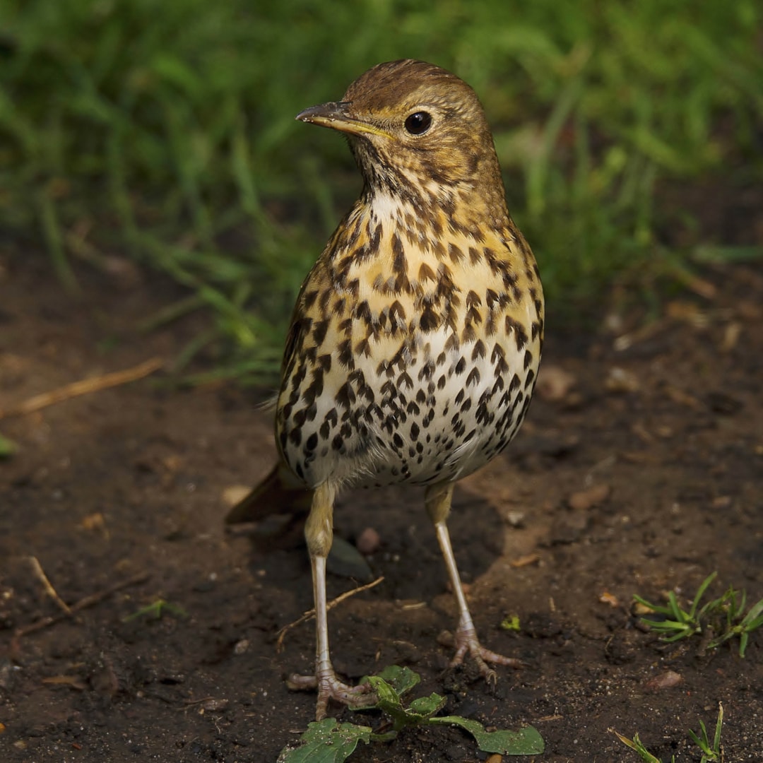 Song Thrush by Clive Daelman - BirdGuides