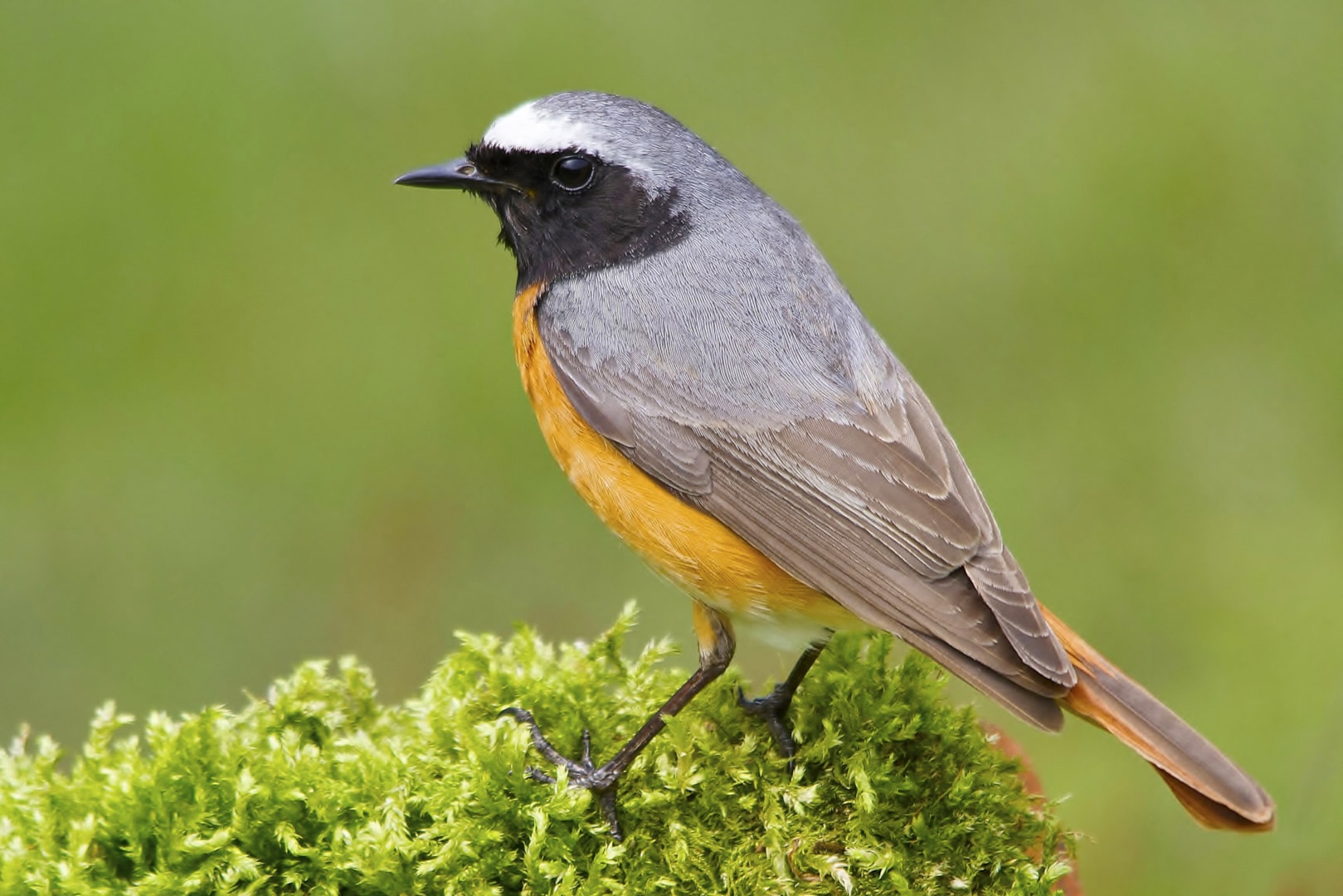 Common Redstart by Clive daelman - BirdGuides