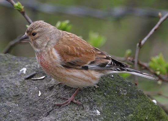Details : Common Linnet - BirdGuides