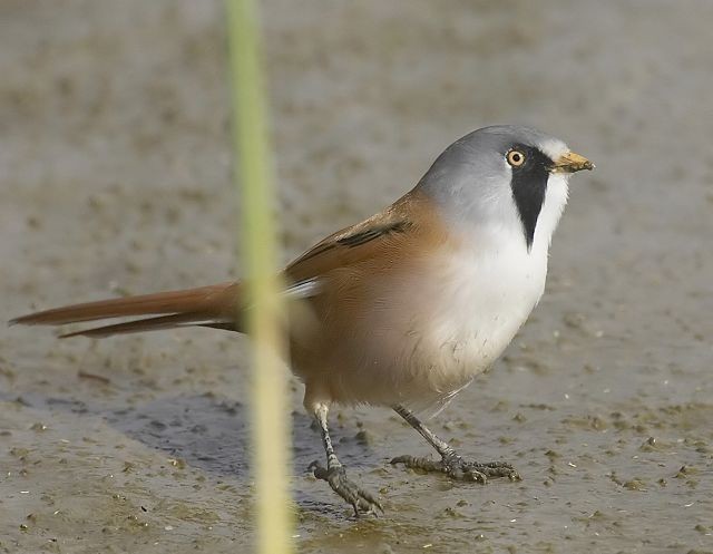 Details : Bearded Tit - BirdGuides