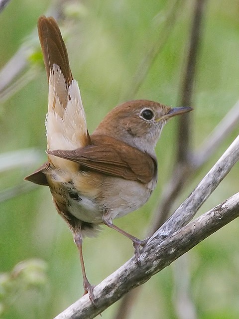 Details : Common Nightingale - BirdGuides