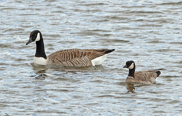 Details : Richardson's Cackling Goose - BirdGuides
