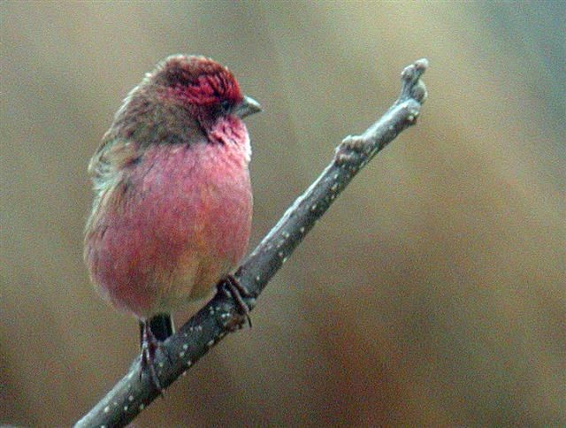 Details : Pink-browed Rosefinch - BirdGuides